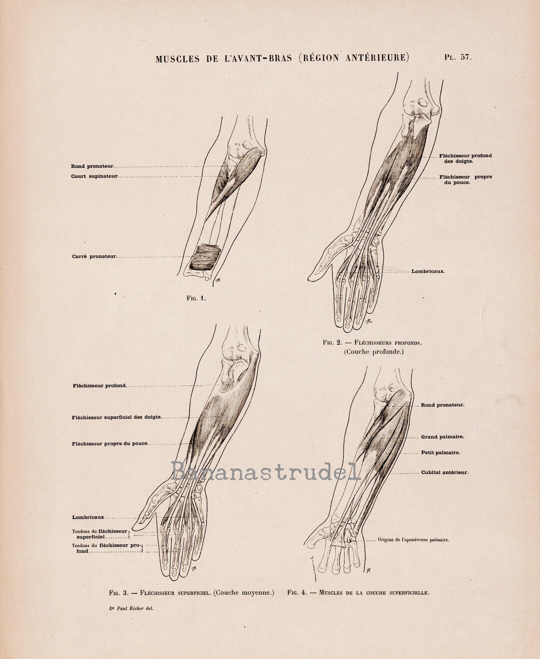 Large Antique French Anatomy Print - Muscles of the Forearm (anterior ...