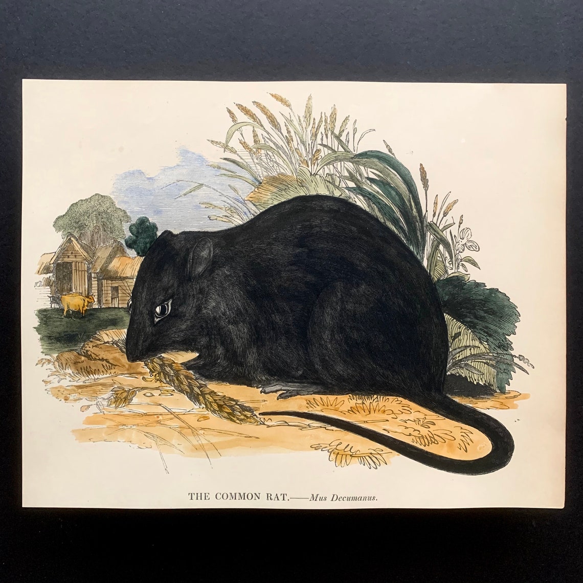 Antique Engraving - Rat - Mus Decumanus - 1850s Vintage Print ...