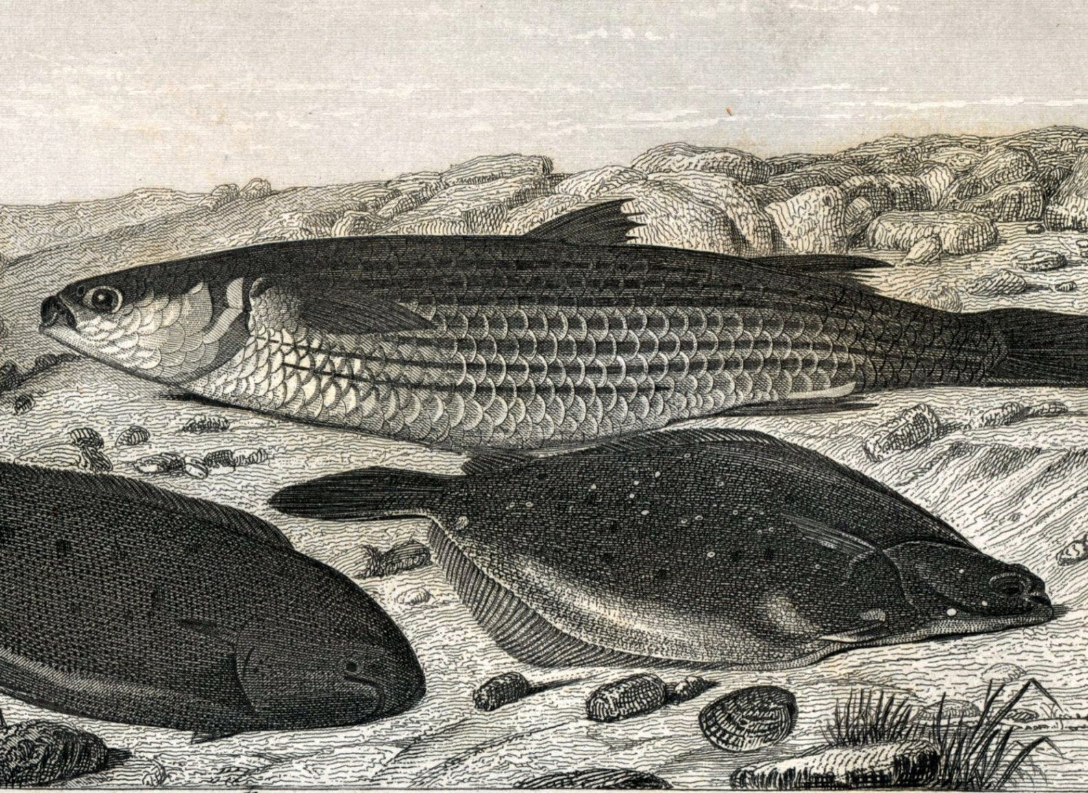 1860 Antique Steel Engraving of Fish. Perch, Saw Fish, Eel, Salmon ...