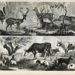 Antique Print of Stag, Deer, Roebuck, Ox, Sheep, Goat, Rabbit, Hare ...