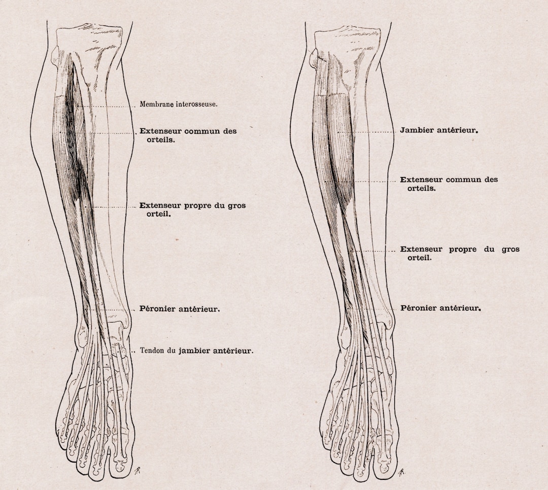 Large Antique French Anatomy Print - Muscles of the Leg - Plate 65 ...