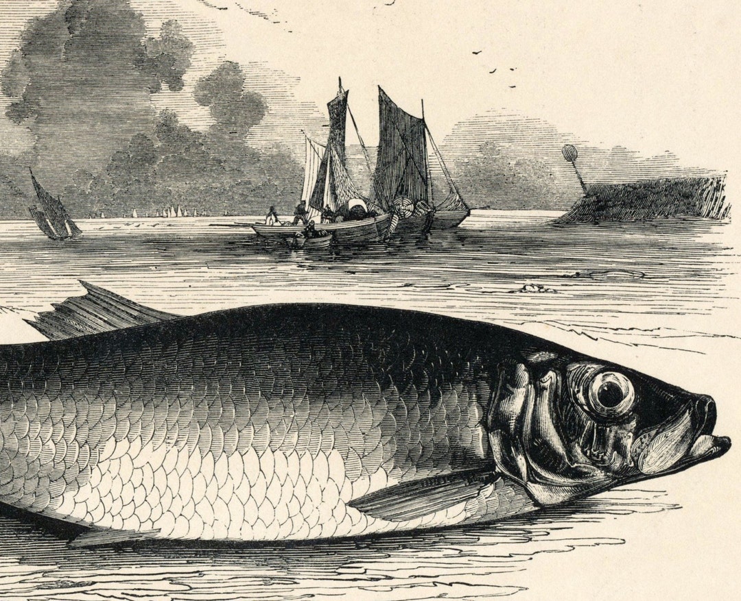 1840s-1850s Antique Engraving of the Herring - Etsy