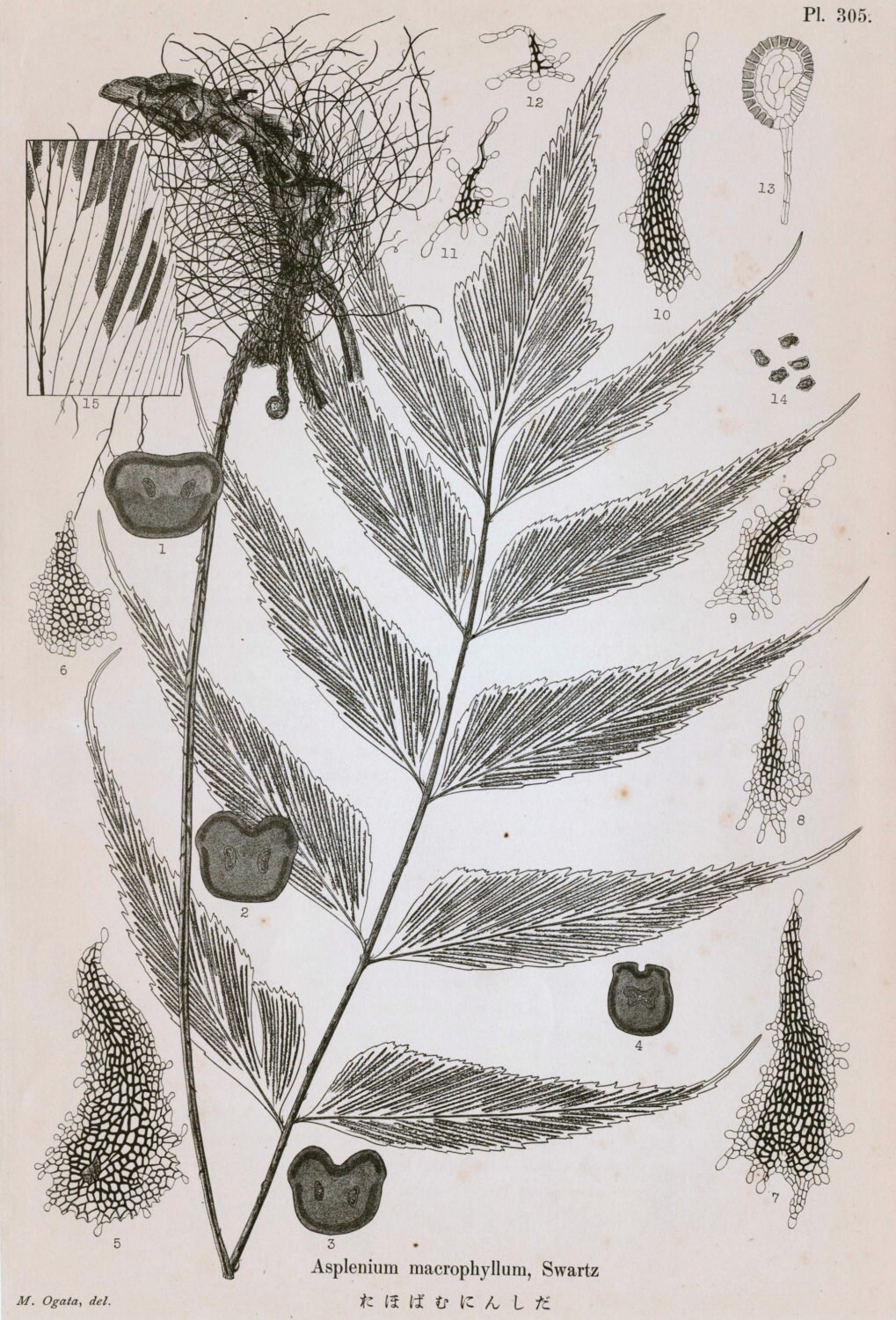 Vintage Botanical Print Asplenium Macrophyllum 1936 - Etsy Canada