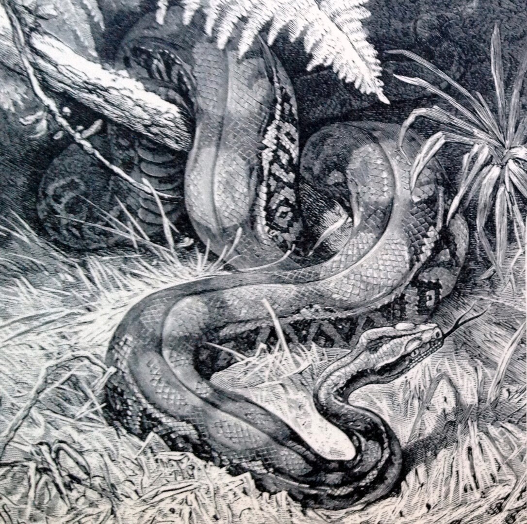 Etchings & Engravings Art & Collectibles Prints Boa Constrictor 1898 ...