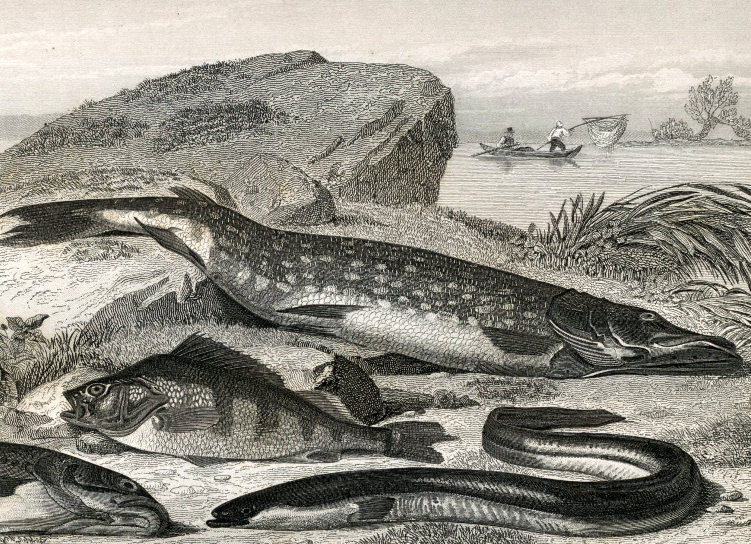1860 Antique Steel Engraving of Fish. Perch, Saw Fish, Eel, Salmon ...