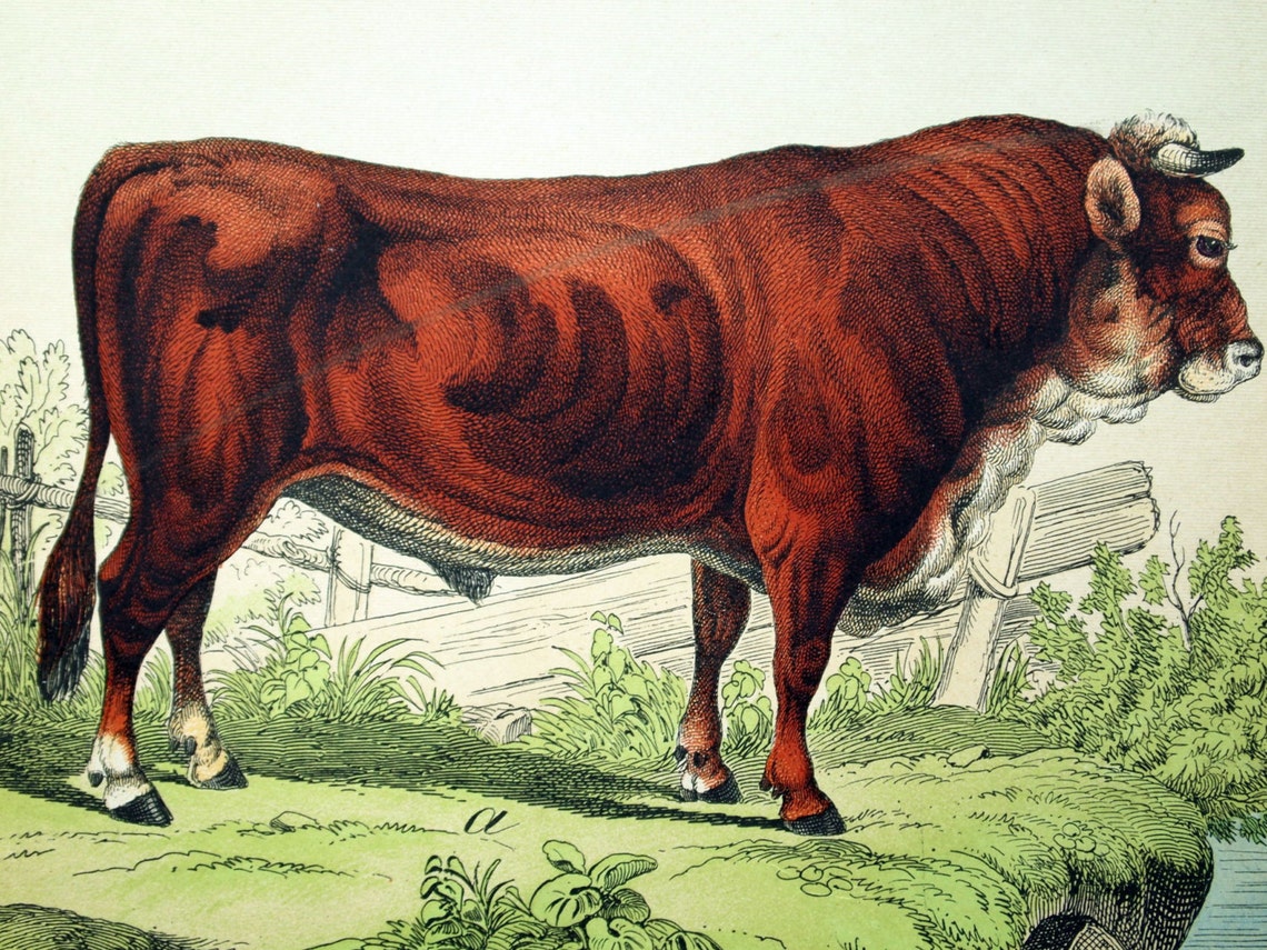 1889 Antique Double Plate Chromolithograph of Cattle - Etsy Canada
