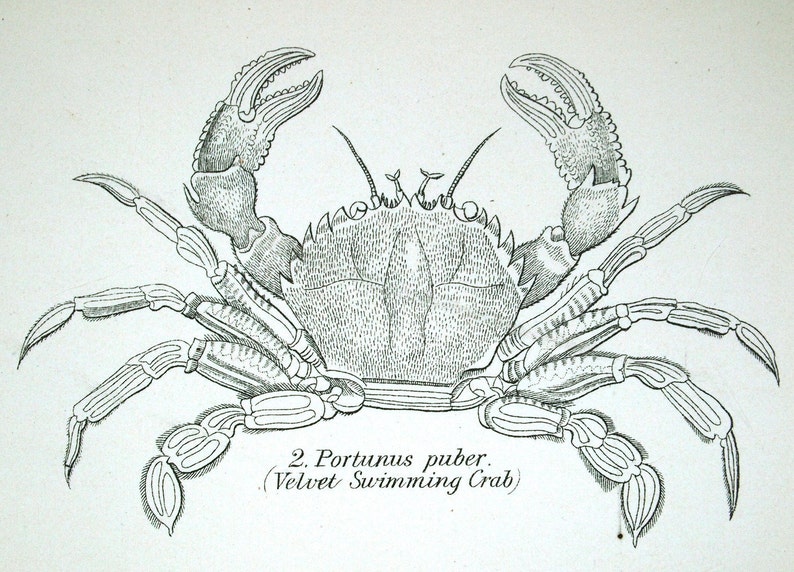 Antique Print of Crabs - Two-panel Print Published 1877 - Etsy