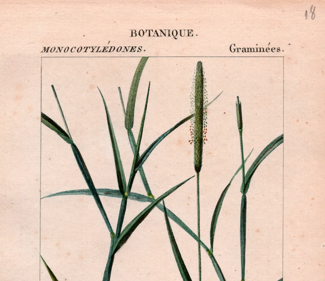 Antique Botanical Print of Water Foxtail - Alopecurus Geniculatus ...