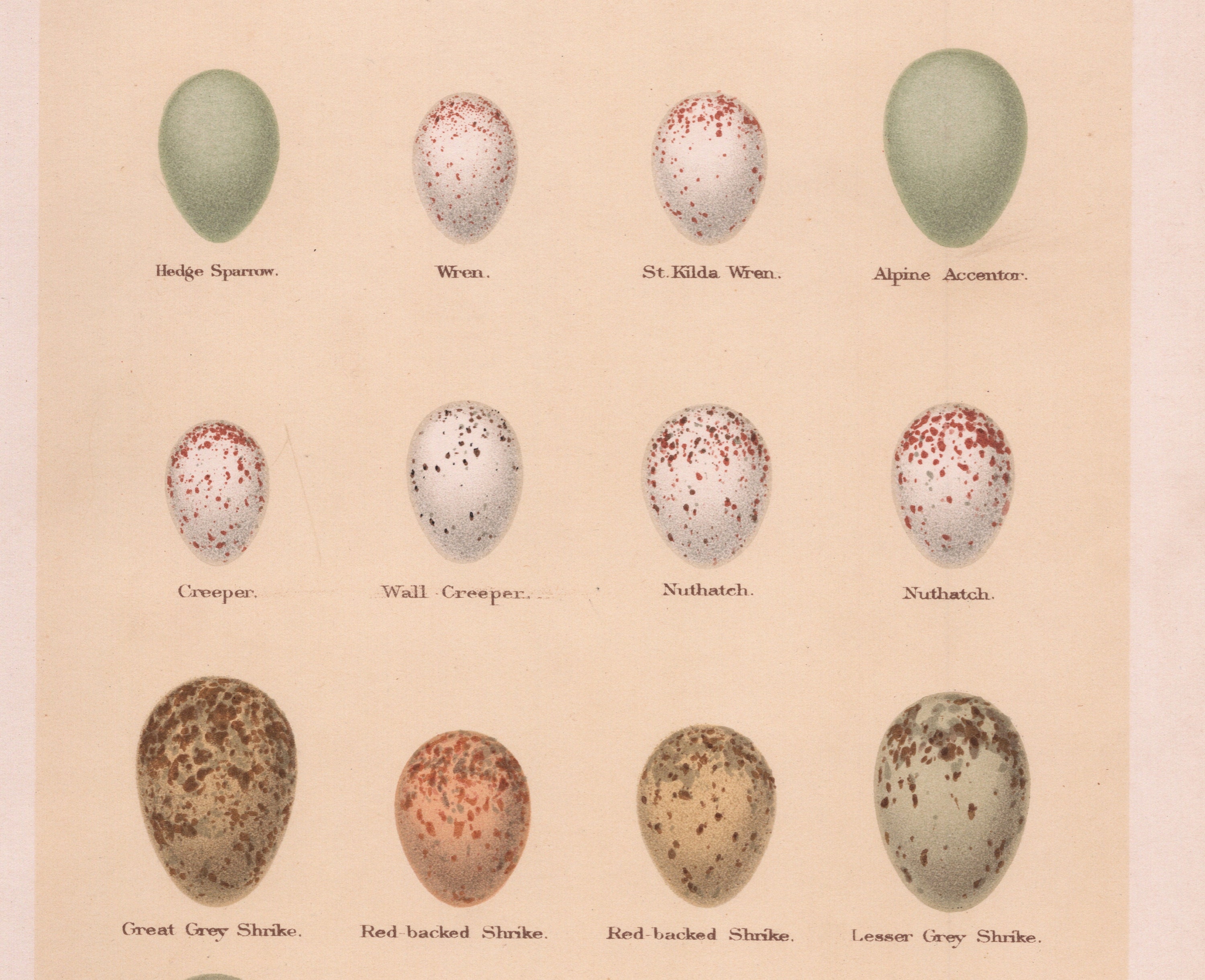 Starling Bird Eggs