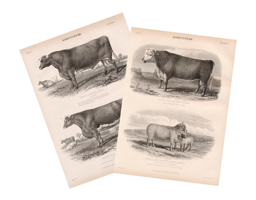 Two Antique Prints on Farm Animals - Cattle - Sheep - Published 1875 - Etsy