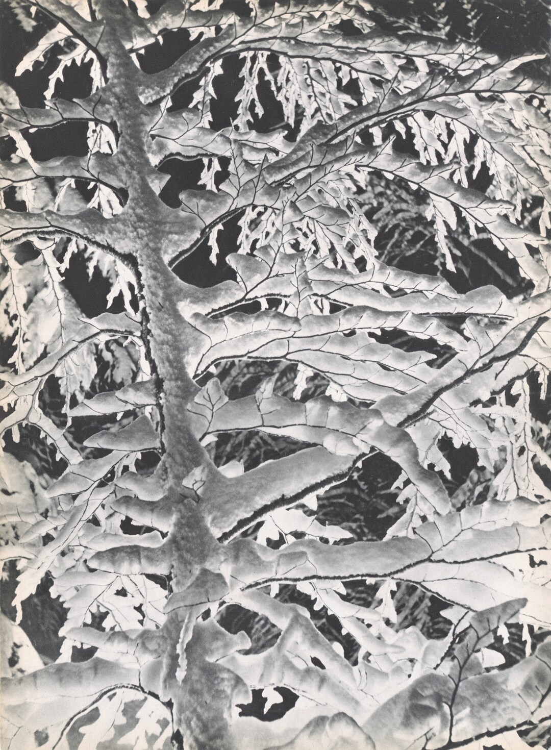 Rare Vintage Heliogravure / Photogravure - Photograph of Leaves - Photo ...