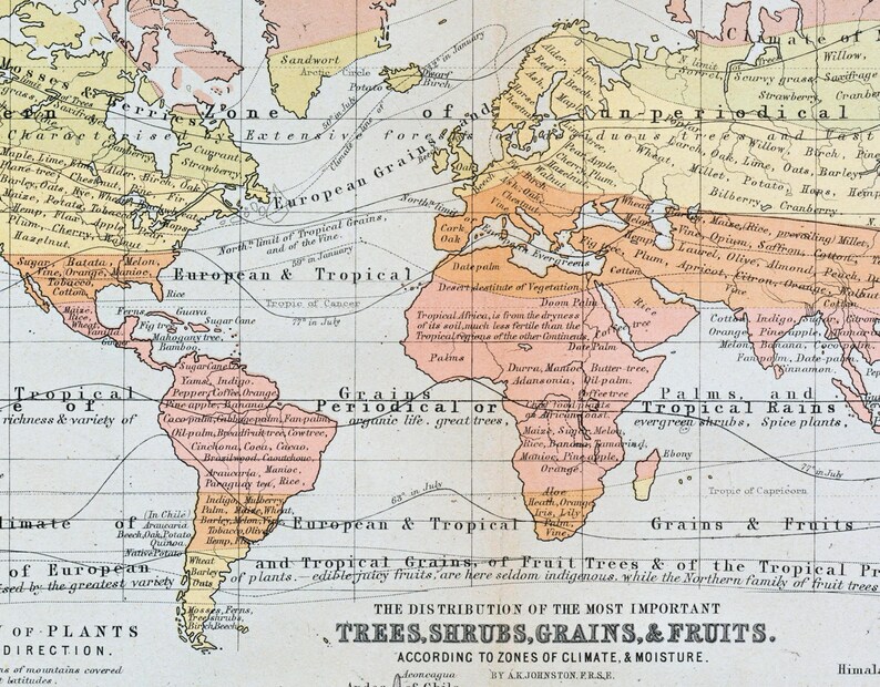 1887 Antique Illustrated Map of the Distribution of Trees - Etsy