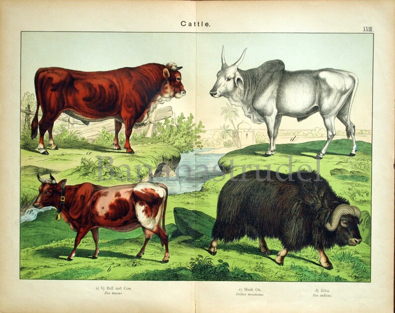 1889 Antique Double Plate Chromolithograph of Cattle - Etsy Canada
