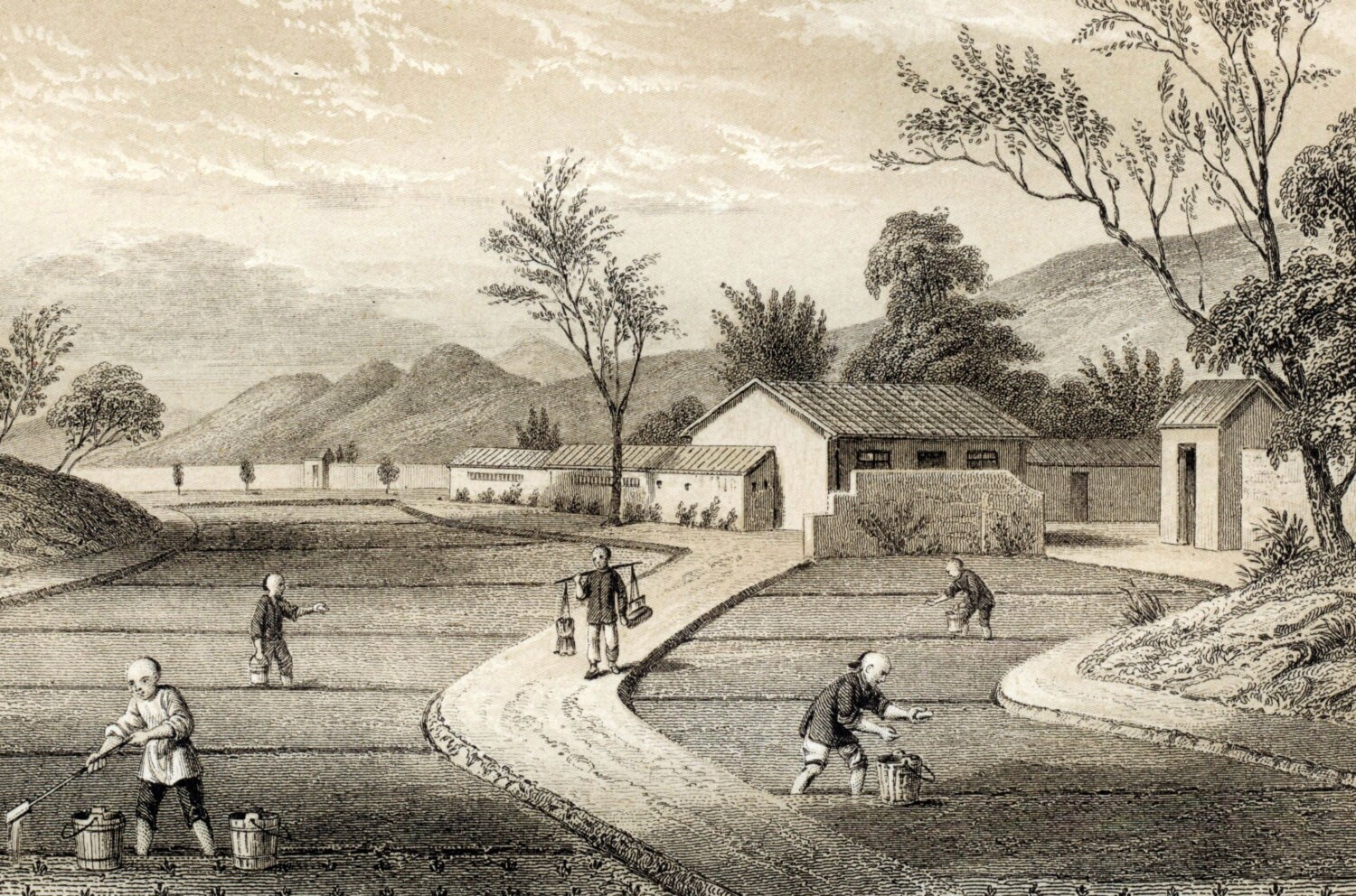 1870 Rare Antique Print of Tea History of Tea Tea | Etsy