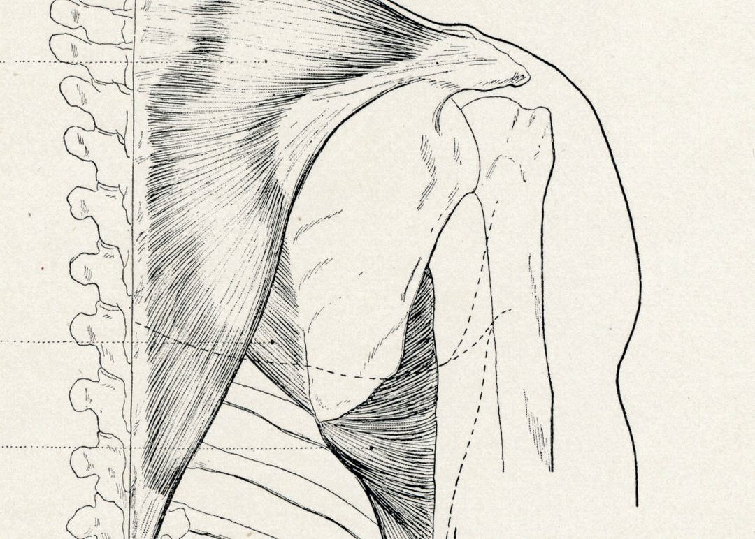 Large Antique French Anatomy Print - Muscles of Torso and Neck ...