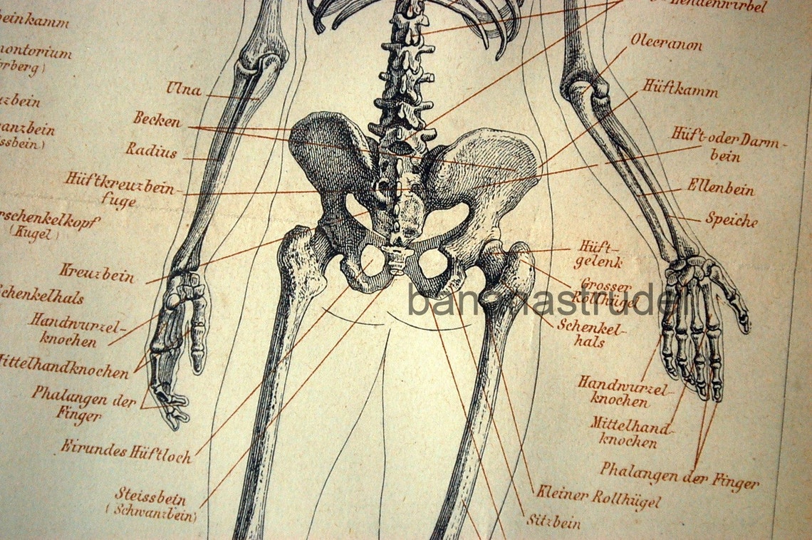 1874 Antique German Anatomy Engraving of Human Skeletons | Etsy