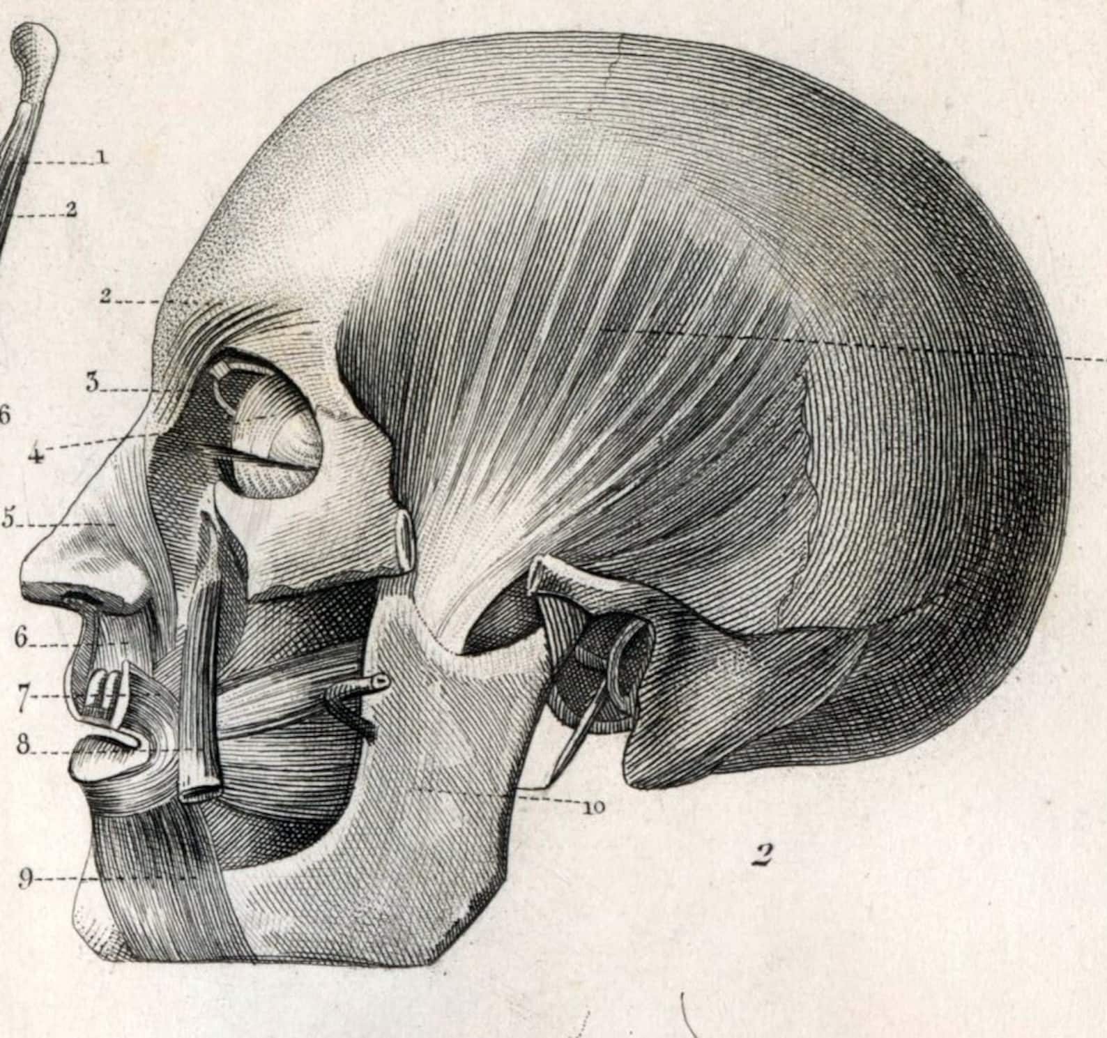 1860 Antique Print of Human Muscles Plate 127 - Etsy