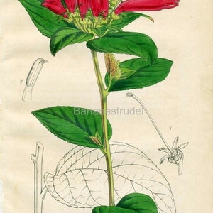 1863 Rare Vintage Botanical Print of Siphocampylos Microstoma ...