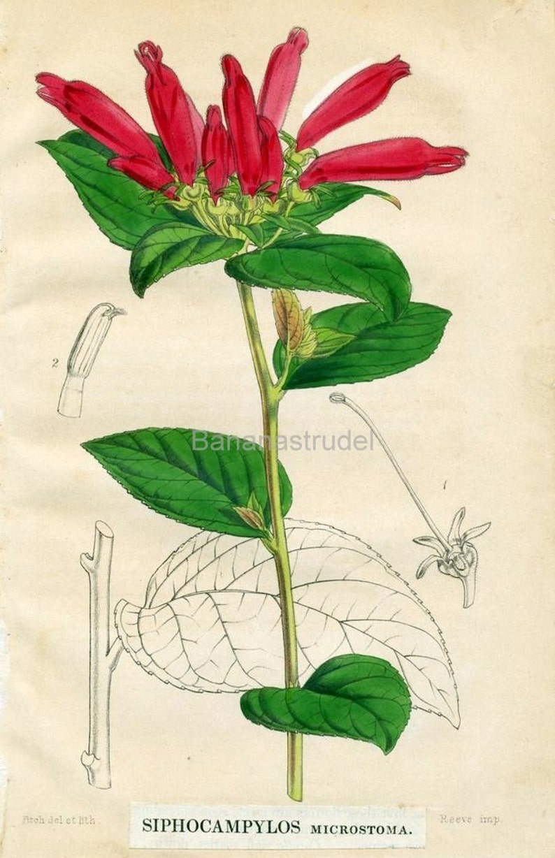 1863 Rare Vintage Botanical Print of Siphocampylos Microstoma ...
