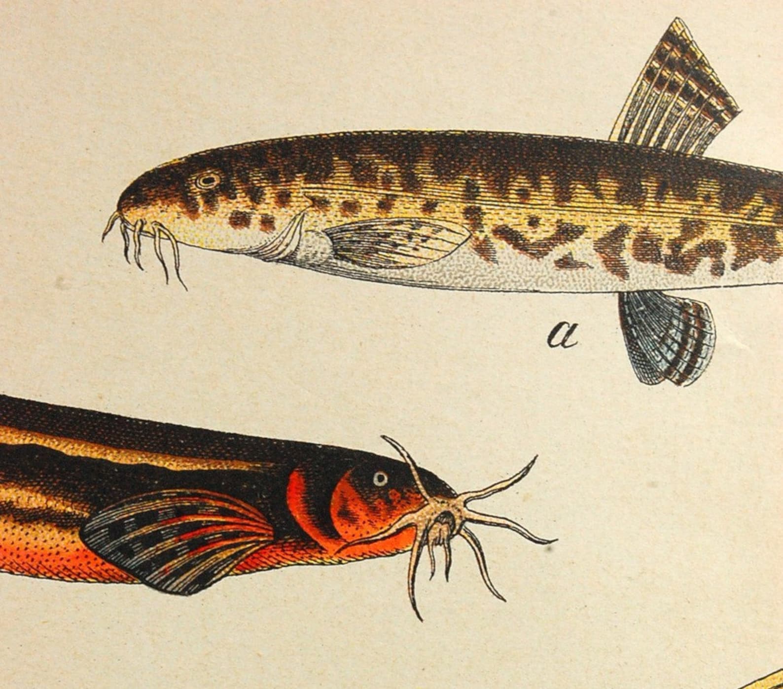 Large Vintage Fish Print Catfish Flying Fish Carp 1886 | Etsy