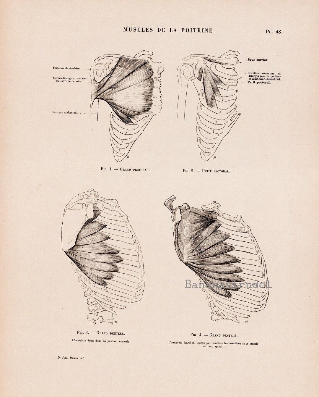 Large Antique French Anatomy Print - Muscles of the Chest - Plate 48 ...