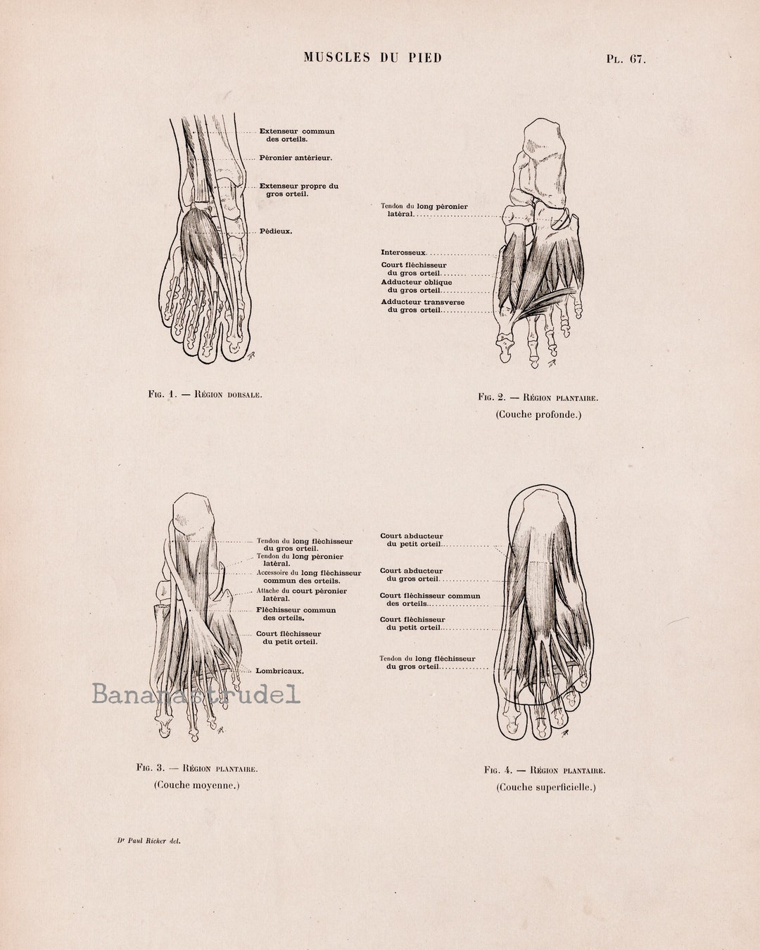 Large Antique French Anatomy Print - Muscles of the Foot - Plate 67 ...