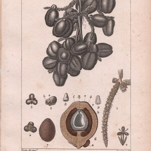 Antique Botanical Print of Douma Thebaica - Doum Palm Fruit - 1829 Rare ...