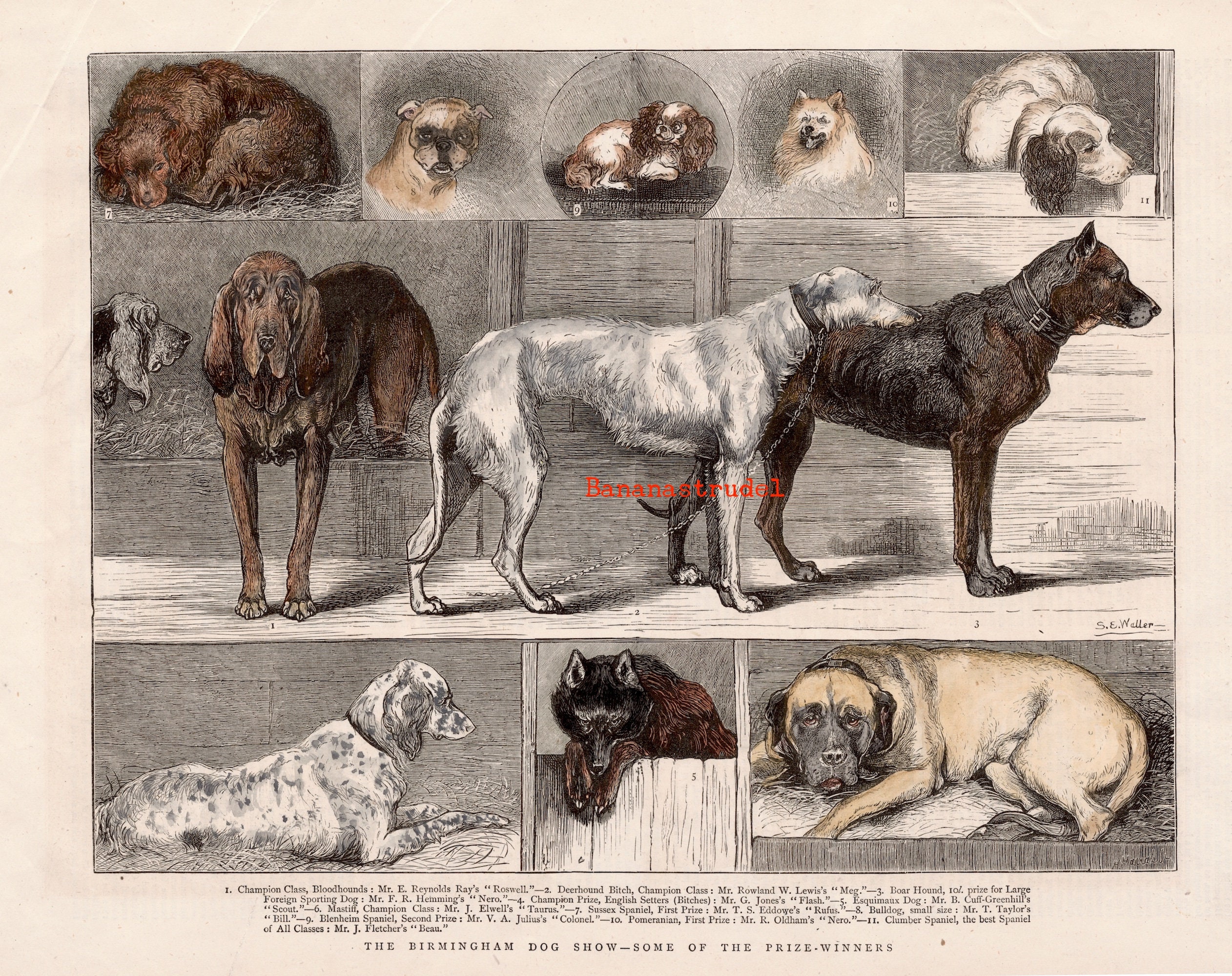 Extinct Dog Breeds