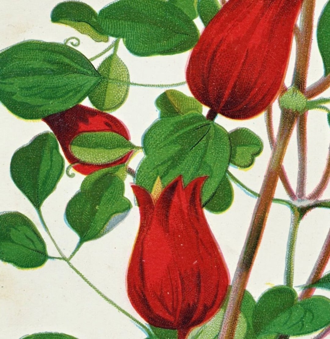 1890 Very Rare Vintage Botanical Print of Clematis Coccinea ...