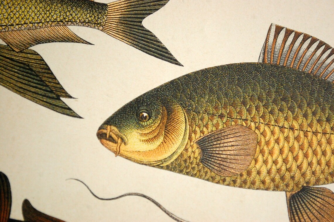 Antique Print of Carp Catfish Flying Fish and Other Fish - Etsy Canada