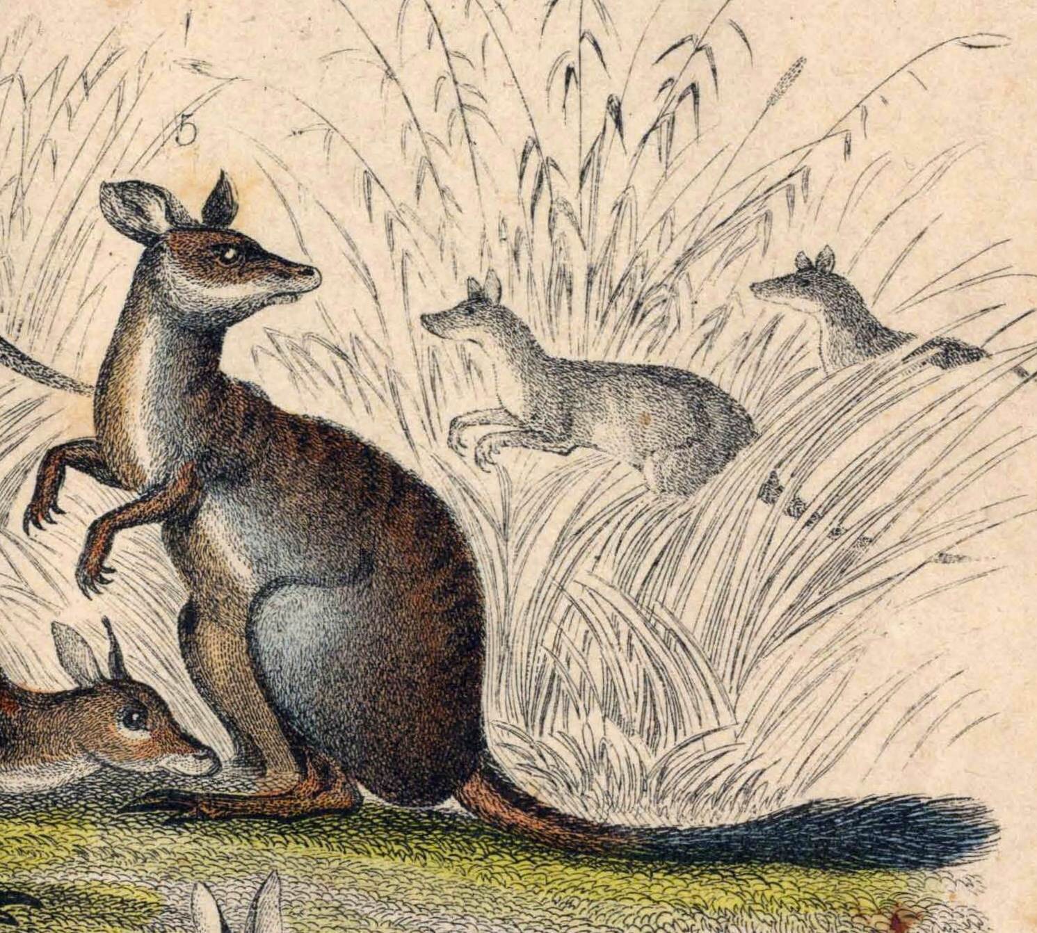 1853 Rare Antique Print of Kangaroos Handcolored Antique | Etsy