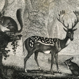 Antique Print of Stag, Deer, Roebuck, Ox, Sheep, Goat, Rabbit, Hare ...