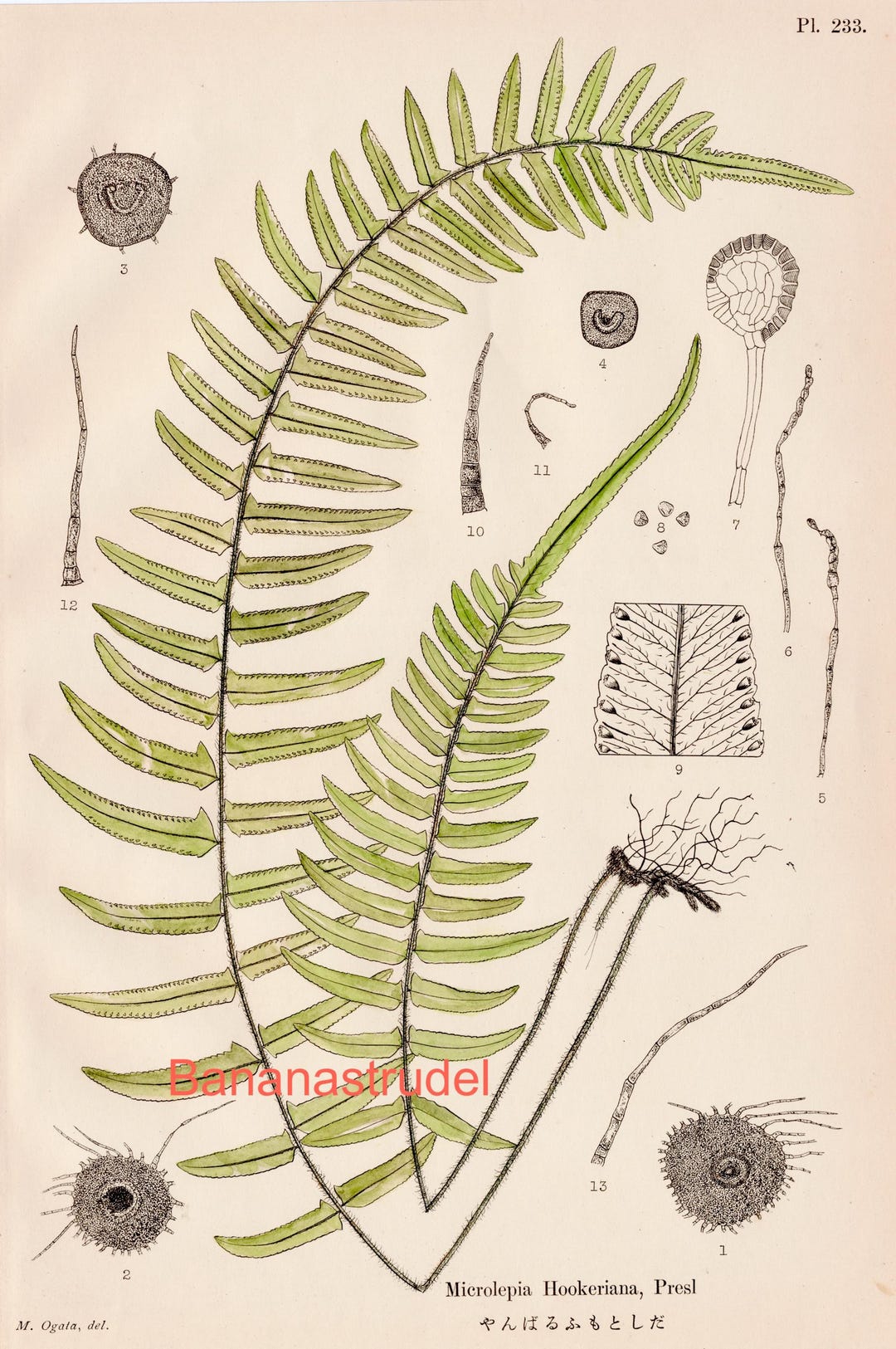 Vintage Botanical Print - Japanese Ferns - 1933 Print - Plate 233 ...