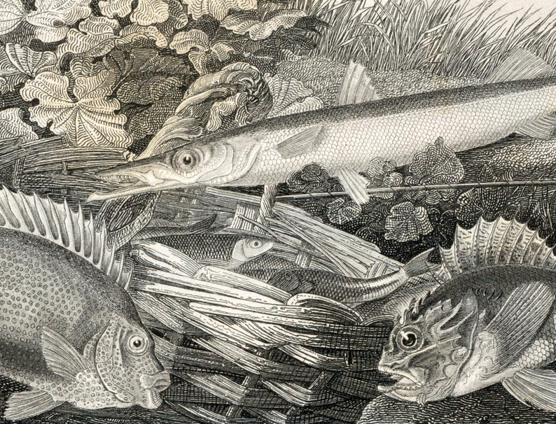 1860 Antique Steel Engraving of Fish. Perch, Mackerel, Flying Fish ...