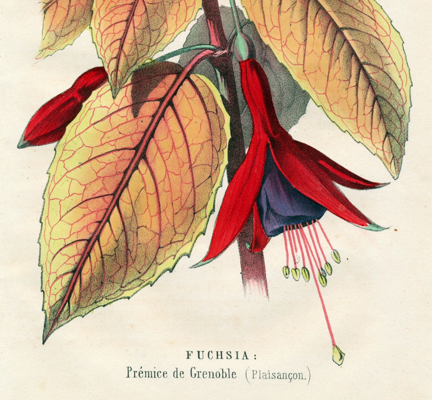 1863 Rare Vintage Botanical Print of Fuchsia, No. 2. Premice De ...