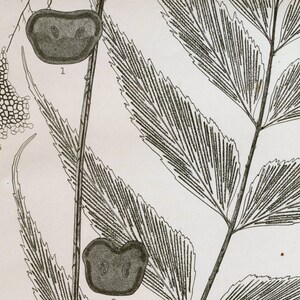 Vintage Botanical Print Asplenium Macrophyllum 1936 - Etsy Canada