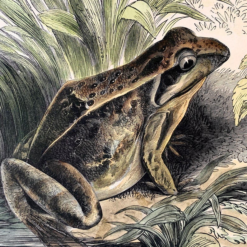 Antique Engraving Frog Rana Temporaria 1850s Vintage - Etsy