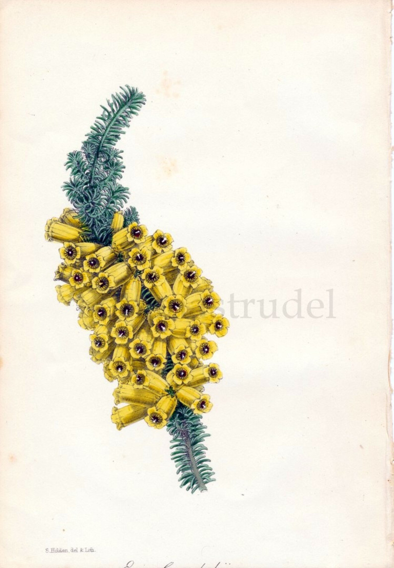 1847 Rare Vintage Botanical Print by Joseph Paxton Erica - Etsy