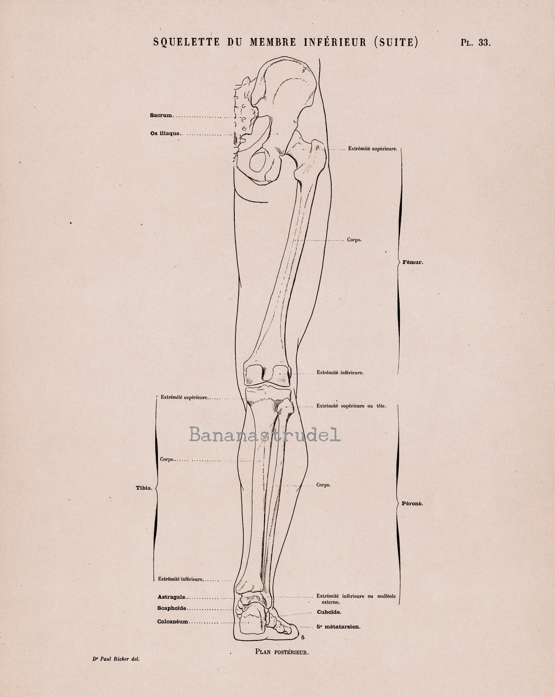 Large Antique French Anatomy Print - Skeleton of the Lower Limbs ...