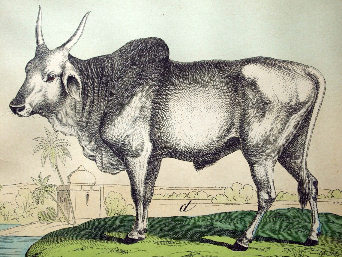 1889 Antique Double Plate Chromolithograph of Cattle - Etsy Canada