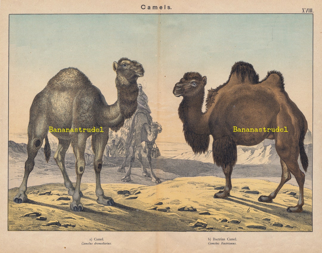 Large Antique Print of Camels - 1889 Chromolithograph - Etsy