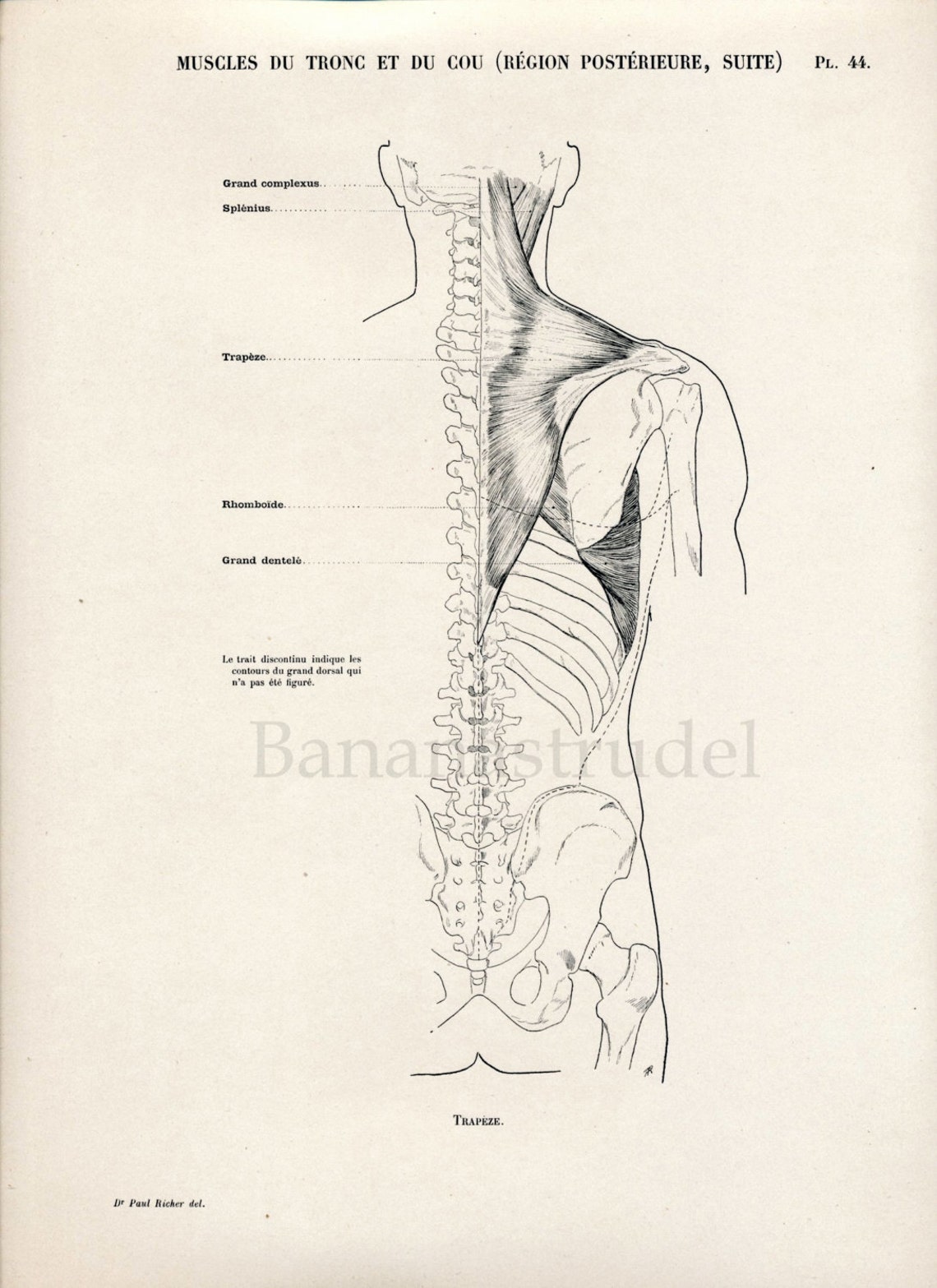 Large Antique French Anatomy Print Muscles of Torso and Neck - Etsy