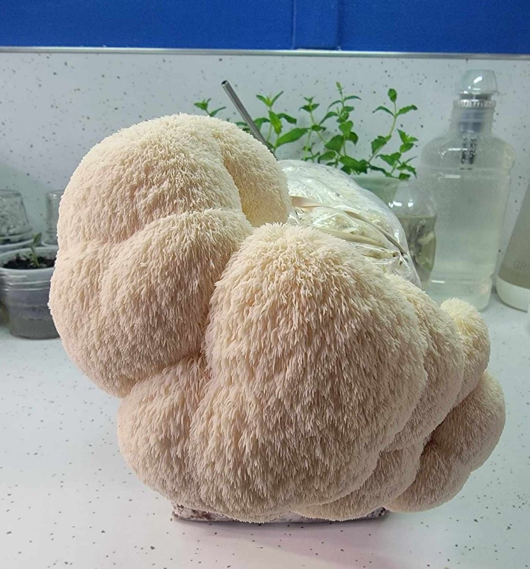 2 Lb Lion's Mane at Home Grow Kit - Etsy