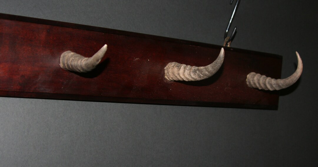 Coat Rack Springbok Antelope Horn Coat Rack 4 Horns on African Wood ...
