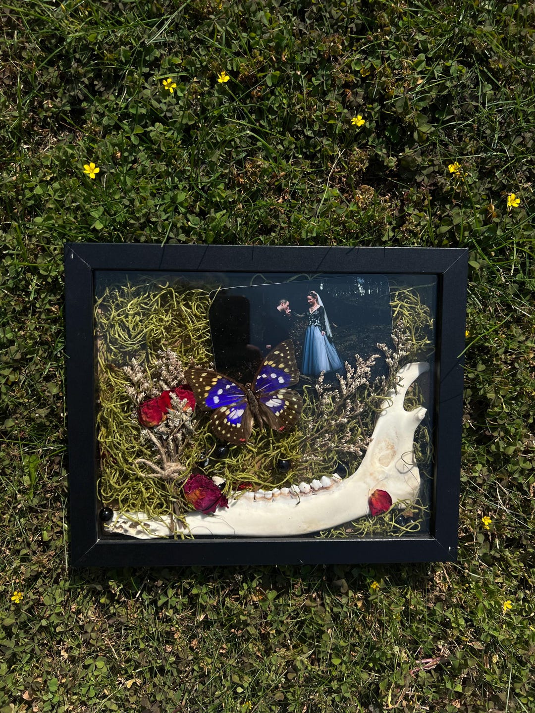 Mystery Oddity Shadow Box, for Vulture Culture and Dark Cottagecore ...