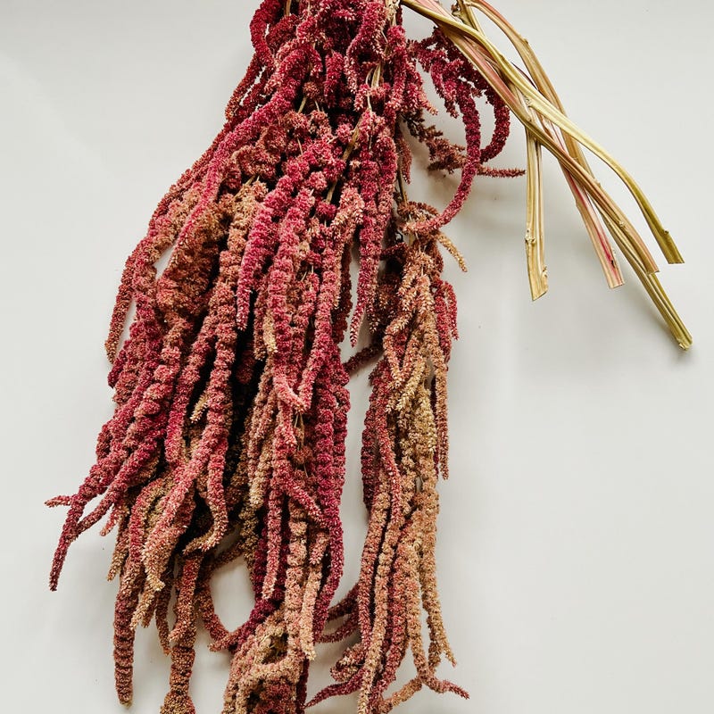 Dried Amaranthus - Etsy