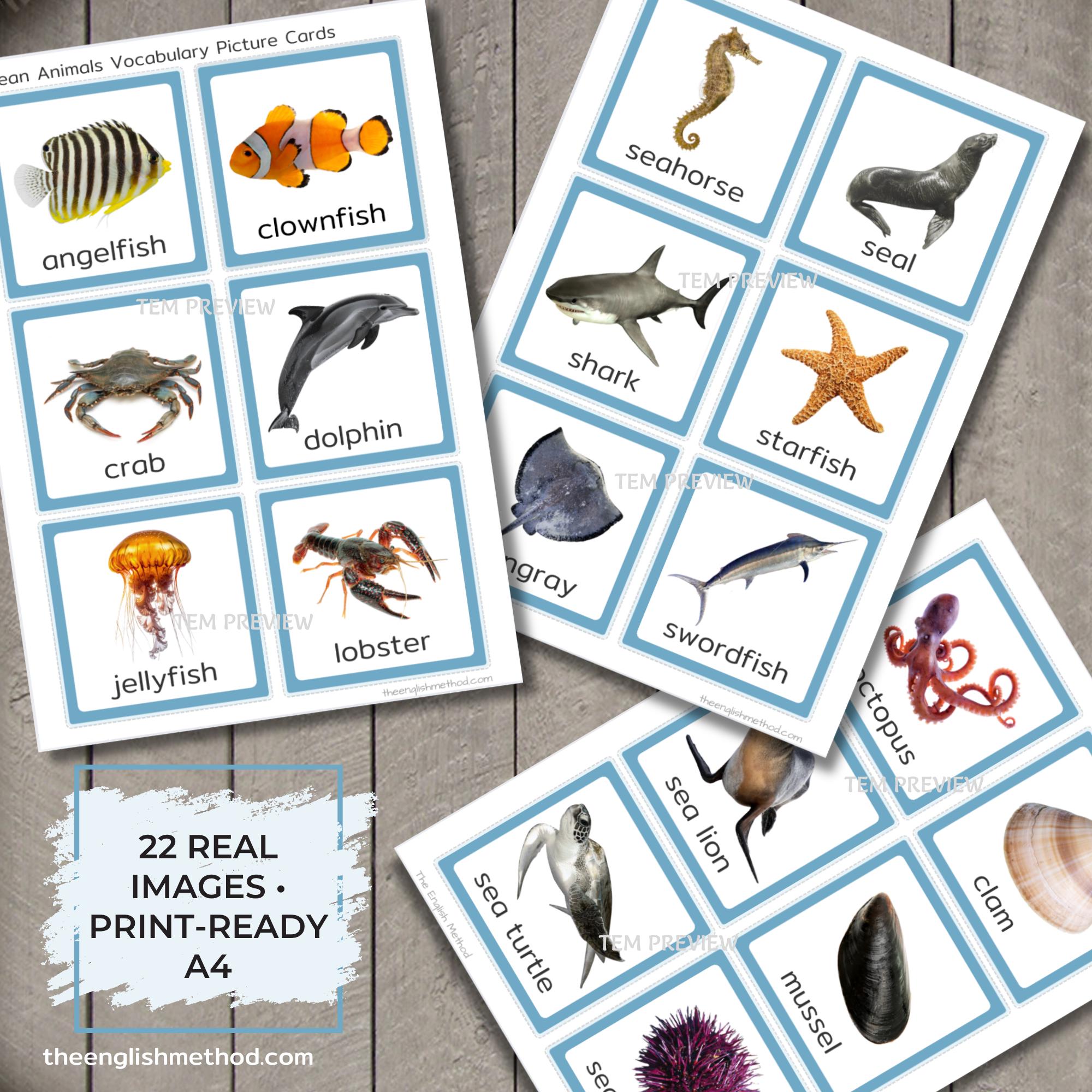 Ocean Animals Vocabulary Picture Cards | Real Photos | Montessori ...