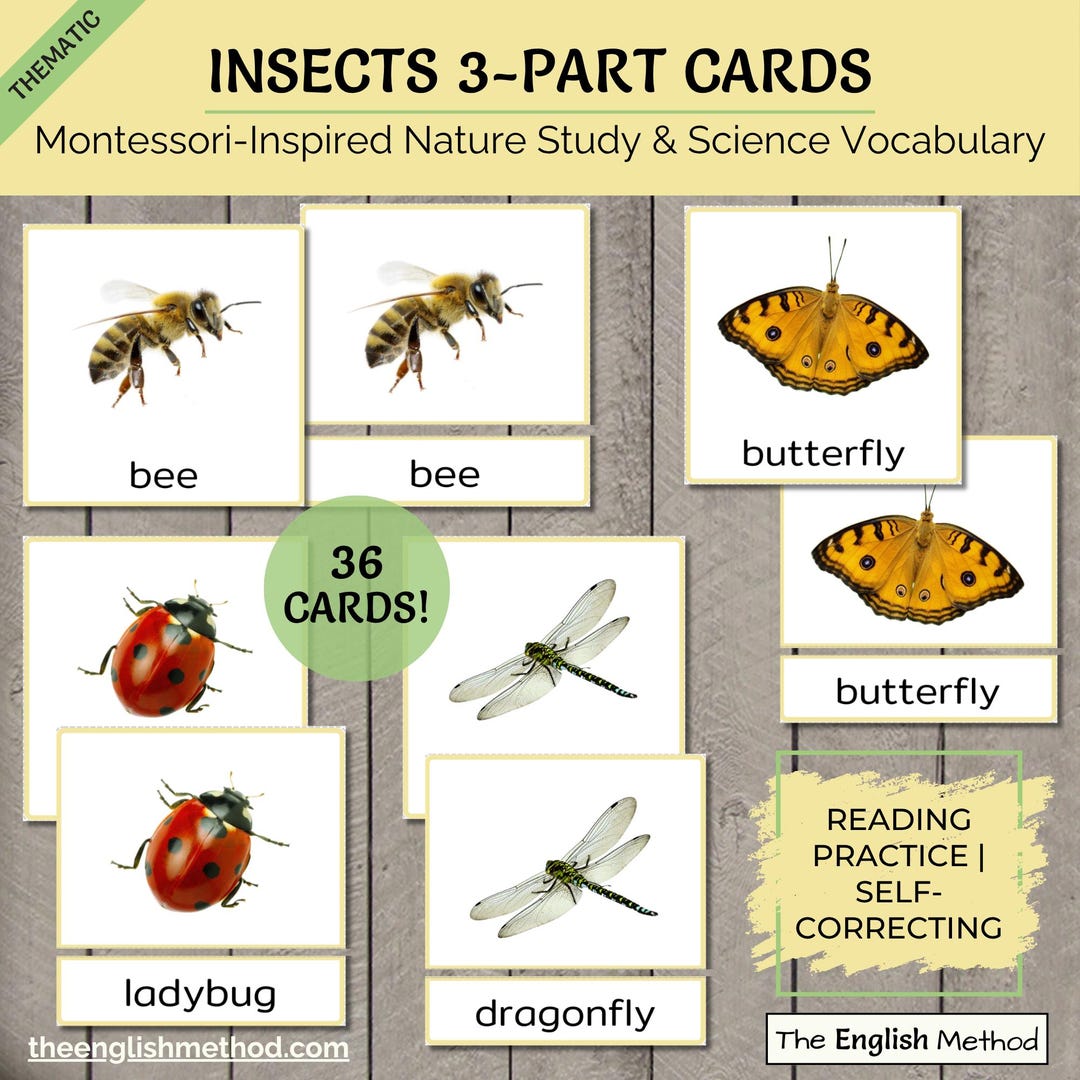 Insects 3-part Cards | Montessori Language | Real Photos | Preschool ...
