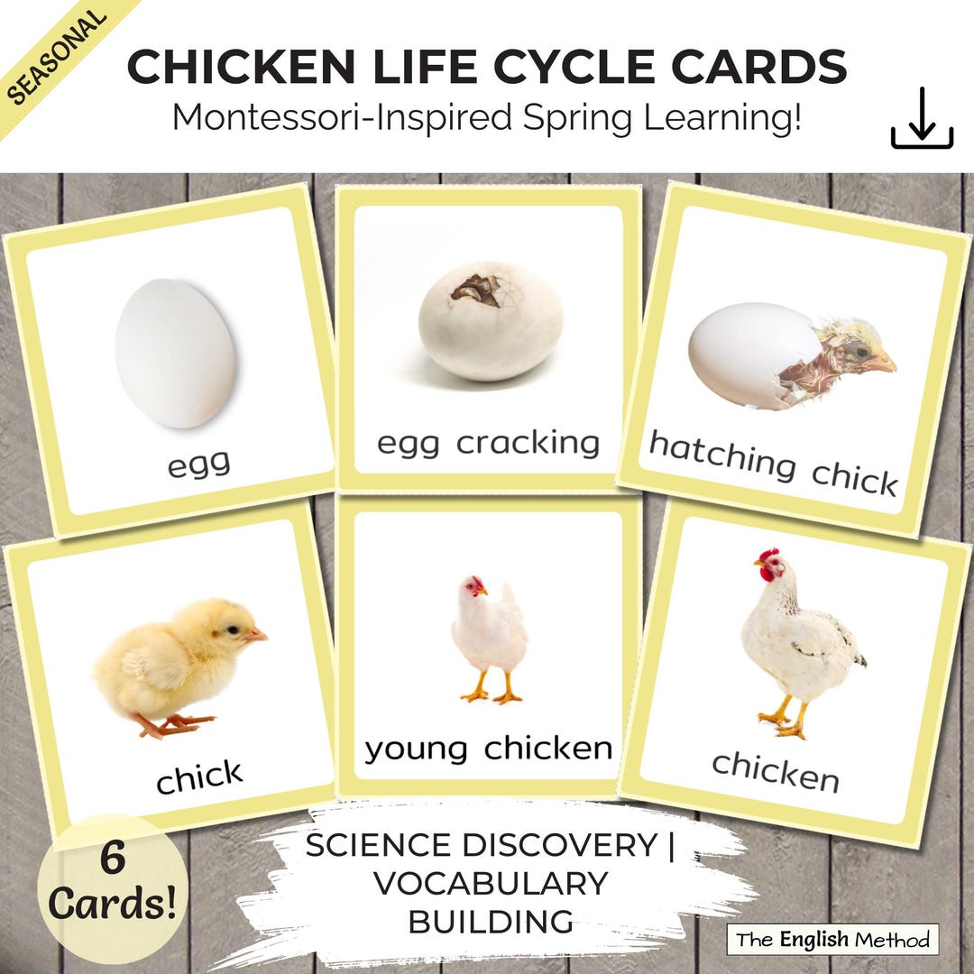 Chicken Life Cycle Cards | Real Photos | Early Biology | Preschool ...