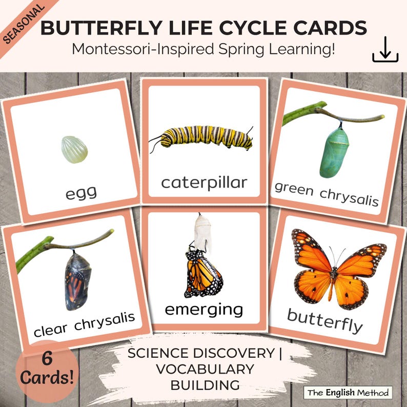 Butterfly Life Cycle Cards | Real Photos | Early Biology | Preschool ...
